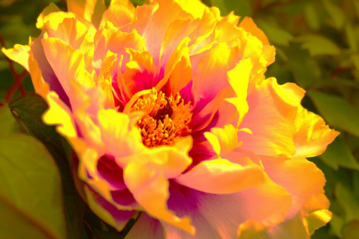 Flaming Japanese peony - JChadima - Photography, Flowers, Plants ...