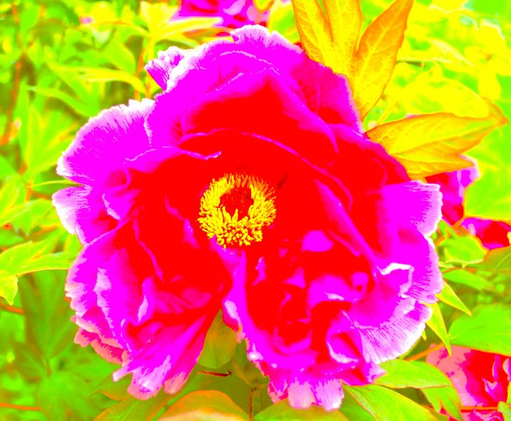 Japanese Peony in Yellow & Fuchsia - JChadima - Photography, Flowers ...