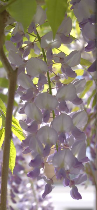 Early morning glycine 2 - JChadima - Photography, Flowers, Plants ...