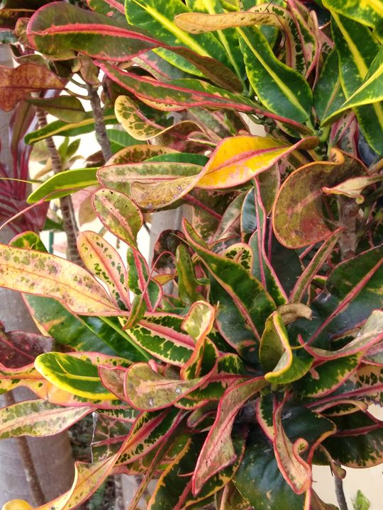 Variegated corkscrew croton - Kaye's Kreations - Photography, Flowers ...