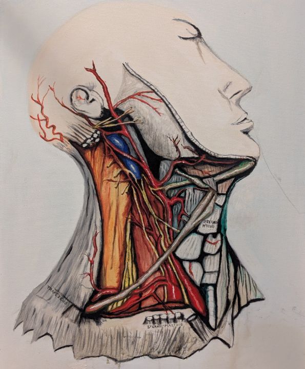 Anatomical Head - Mark - Paintings & Prints, People & Figures ...