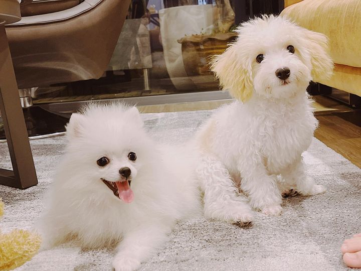 Two Cute White-Haired Dogs - Evanesce Livia - Photography, Animals ...