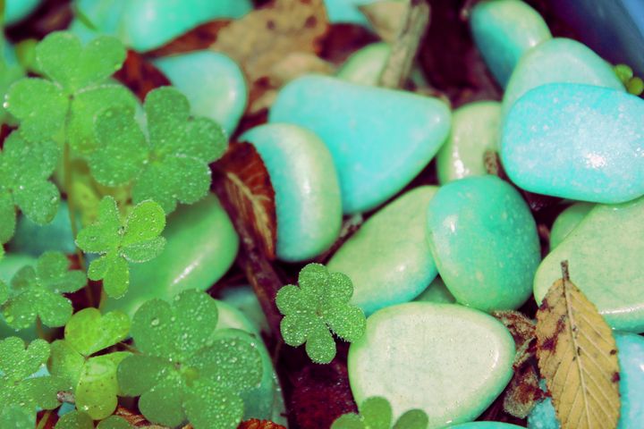 Good Morning Dew - Lauren Paige - Photography, Flowers, Plants, & Trees ...