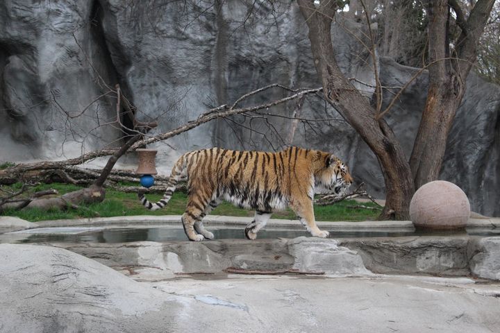 Stalking Tiger - Rising Storm Photography - Photography, Animals, Birds ...