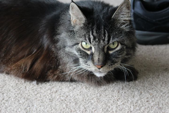 Serious Kitty Face - Rising Storm Photography - Photography, Animals ...