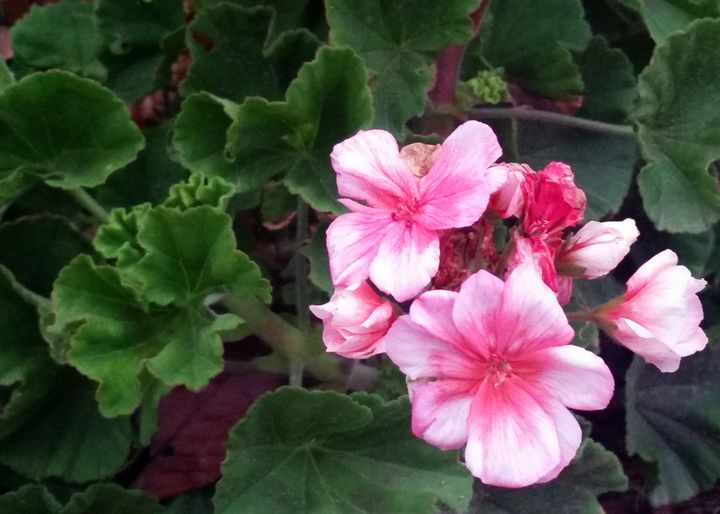 Pink flowers - Nicole Fong - Photography, Flowers, Plants, & Trees ...