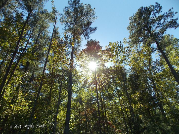 Sun Beaming Treeline - Angela Ronk 24k FX Design - Photography, Flowers ...
