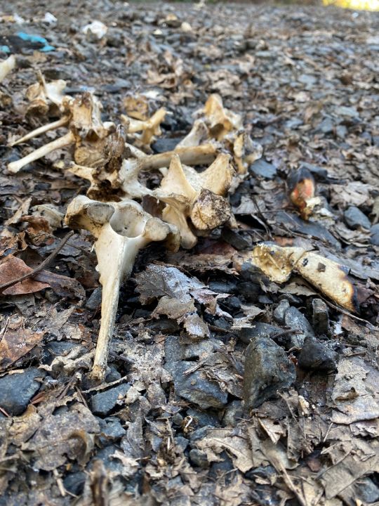 Bones - Mary Townsend - Photography, Landscapes & Nature, Forests ...