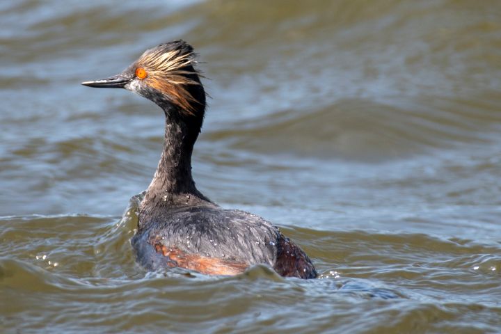 Eared Grebe Holland Channel Michigan - Michigan Waterfalls ...