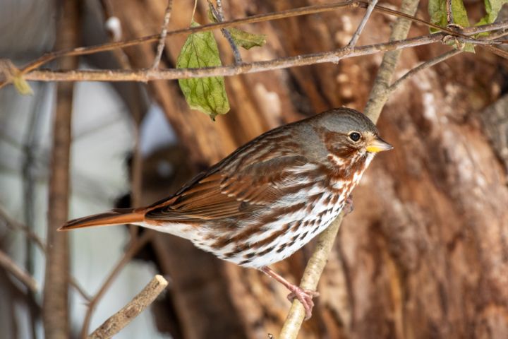 Fox Sparrow perched on branch - Michigan Waterfalls - Photography ...