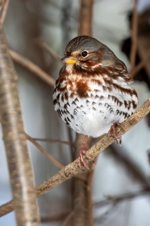 Fox Sparrow perched portrait - Michigan Waterfalls - Photography ...