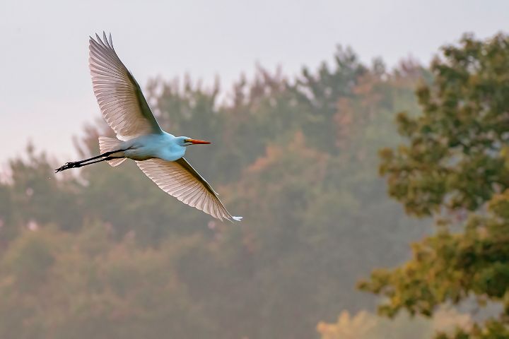 Great Egret Flying in Warm Light - Michigan Waterfalls - Photography ...