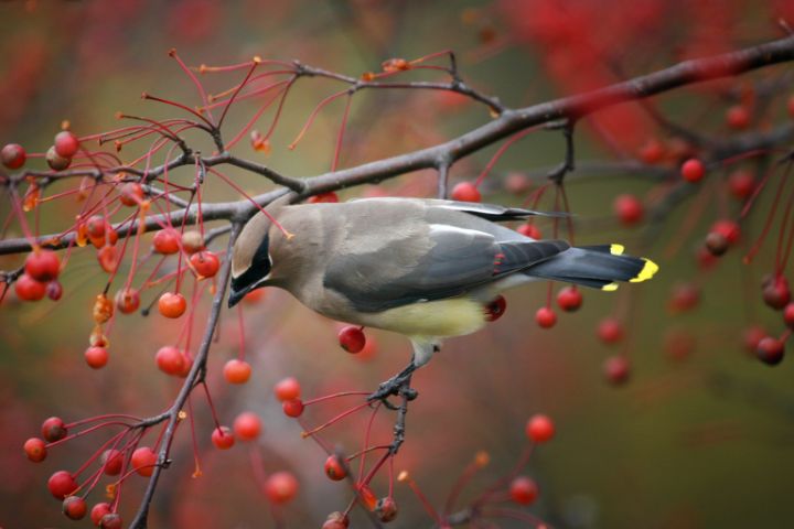 Cedar Waxwing on Crab Apple - Michigan Waterfalls - Photography ...