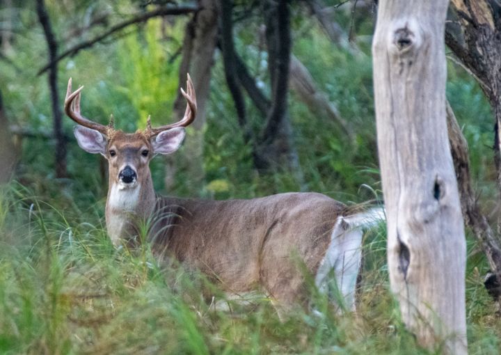 Whitetail Deer Buck in Forest - Michigan Waterfalls - Photography ...