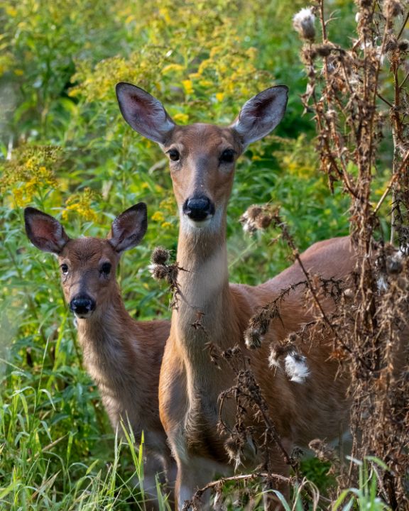 Whitetail Deer Doe and Fawn on Alert - Michigan Waterfalls ...
