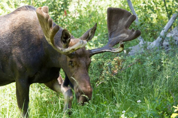 Bull Moose in Velvet - Michigan Waterfalls - Photography, Animals ...