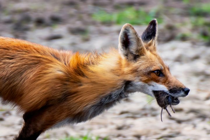Red Fox Running with Prey - Michigan Waterfalls - Photography, Animals ...