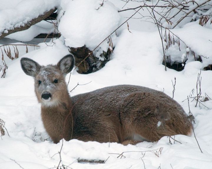 Whitetail Deer in Snow - Michigan Waterfalls - Photography, Animals ...