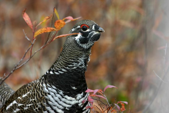 Spruce Grouse Close Up - Michigan Waterfalls - Photography, Animals ...