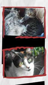 Danielle Chambless - Photography, Drawings & Illustration