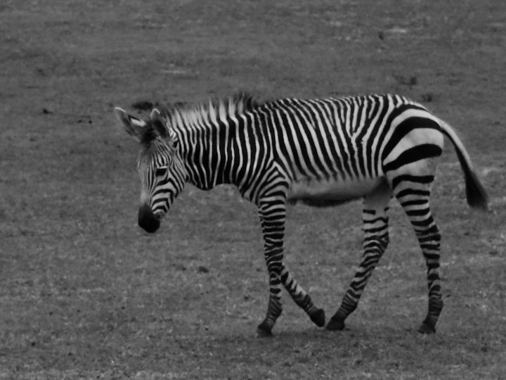 Zebra Walking - chrismercerimages - Photography, Animals, Birds, & Fish ...