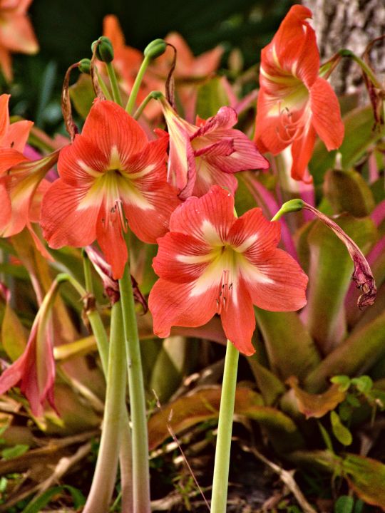Amaryllis Flowers - chrismercerimages - Photography, Flowers, Plants ...