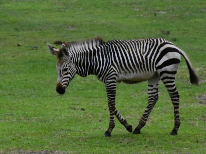 Zebra Walking - chrismercerimages - Photography, Animals, Birds, & Fish ...