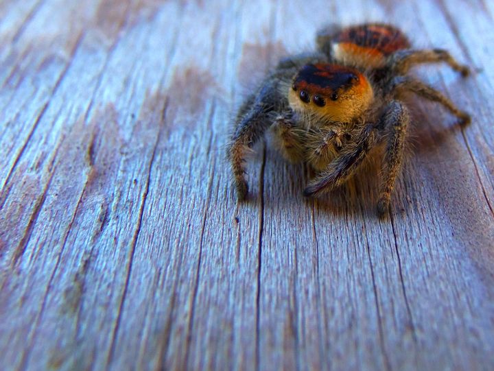 Regal Jumping Spider - chrismercerimages - Photography, Animals, Birds ...