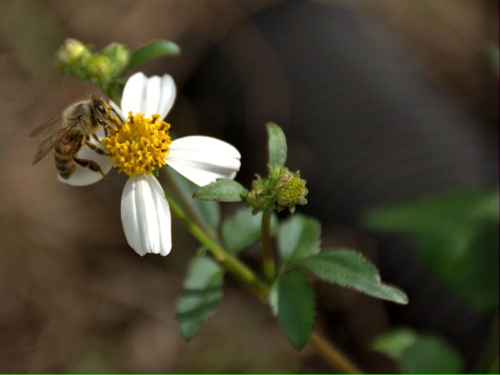 Honey Bee and Bidens Alba - chrismercerimages - Photography, Animals ...