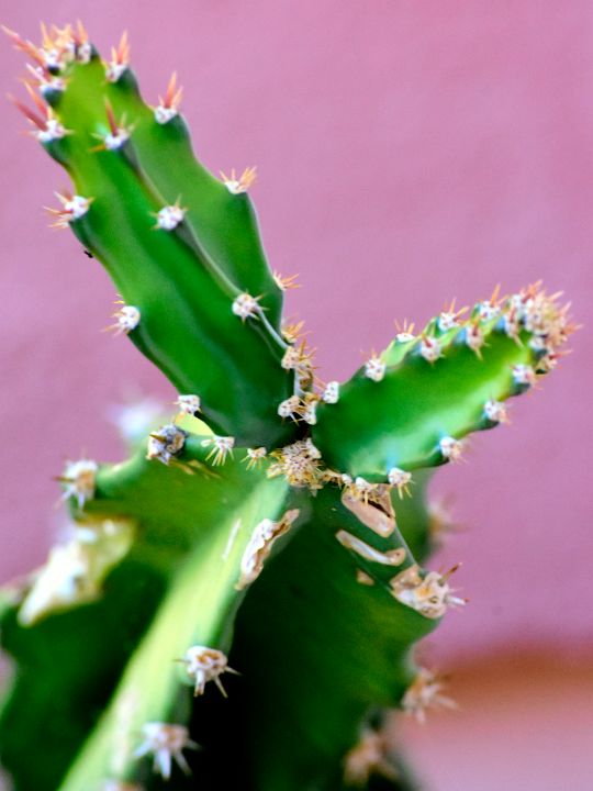 Branching Cactus - chrismercerimages - Photography, Flowers, Plants ...