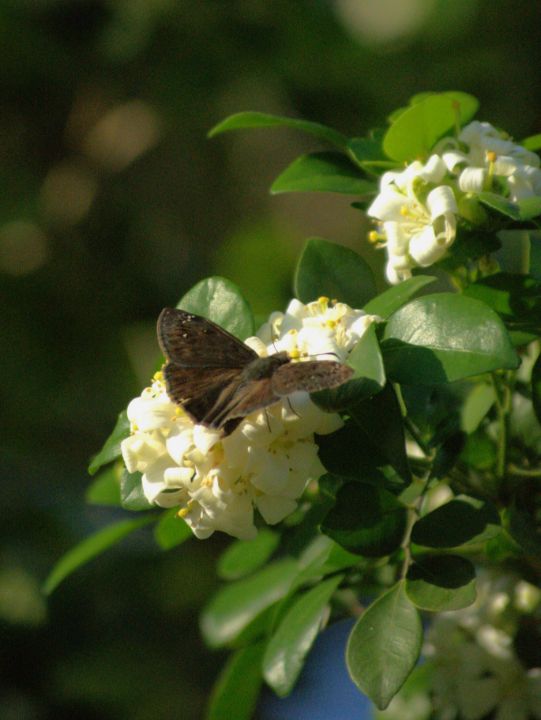 Wild Indigo Duskywing Butterfly - chrismercerimages - Photography ...