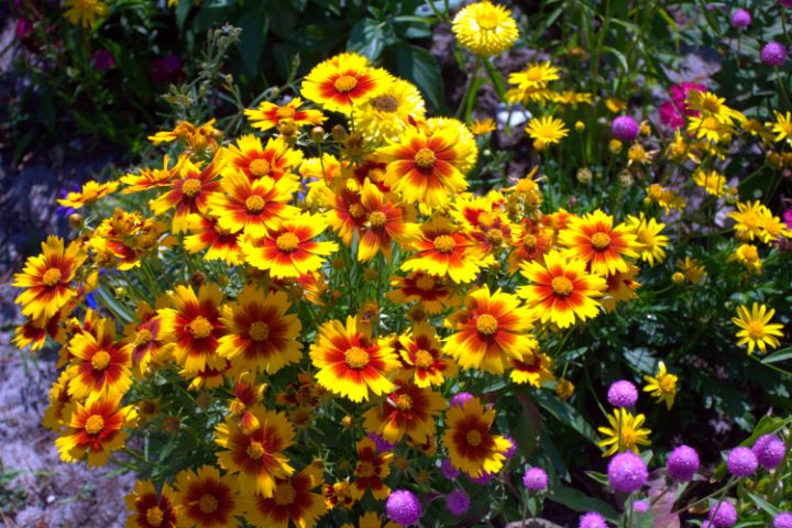 Tickseed Blooms - chrismercerimages - Photography, Flowers, Plants ...