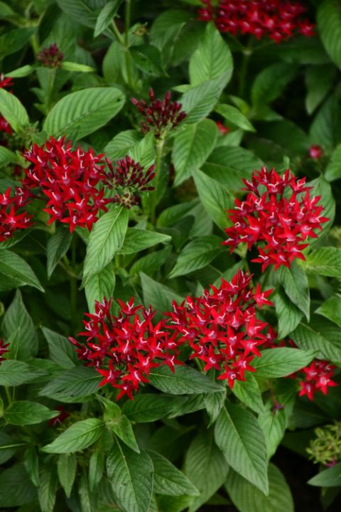 Red Pentas Lanceolata - chrismercerimages - Photography, Flowers ...