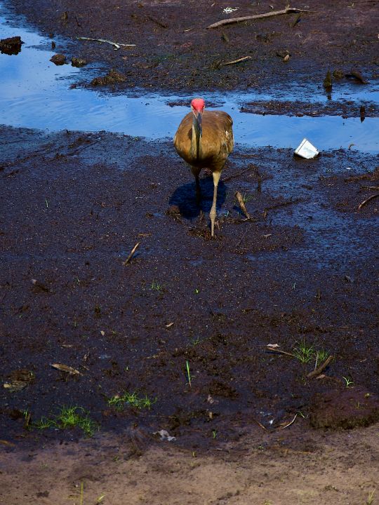 Boggy Sandhill Crane - chrismercerimages - Photography, Animals, Birds ...