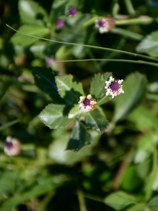 Frog Fruit Flowers - chrismercerimages - Photography, Flowers, Plants ...