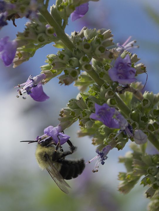 Bumble Bee And Abraham's Balm - chrismercerimages - Photography ...
