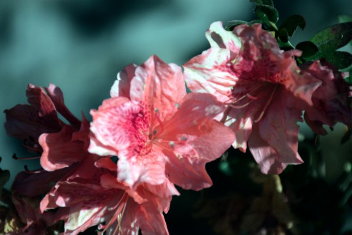 Blooming Azalea - chrismercerimages - Photography, Flowers, Plants ...
