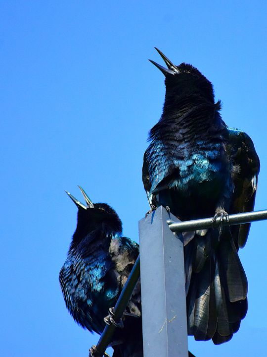 Singing Grackles At Lakefront Park - chrismercerimages - Photography ...