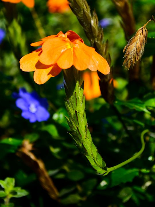 Firecracker Flower - chrismercerimages - Photography, Flowers, Plants ...