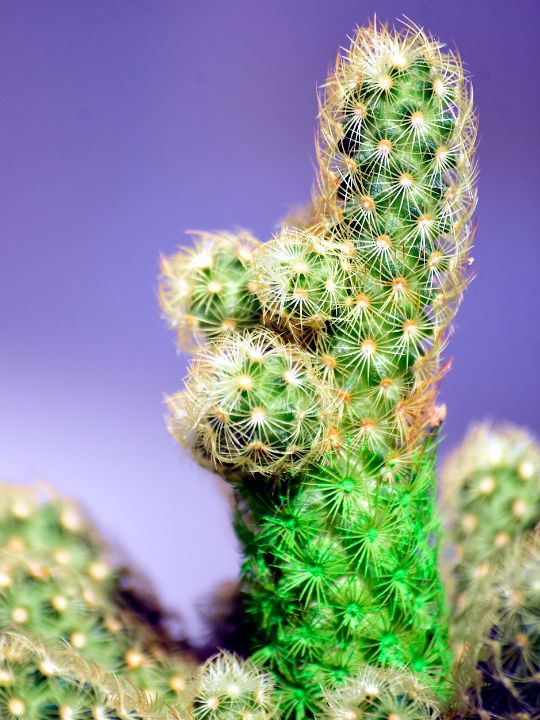 Copper King Cactus - chrismercerimages - Photography, Flowers, Plants ...