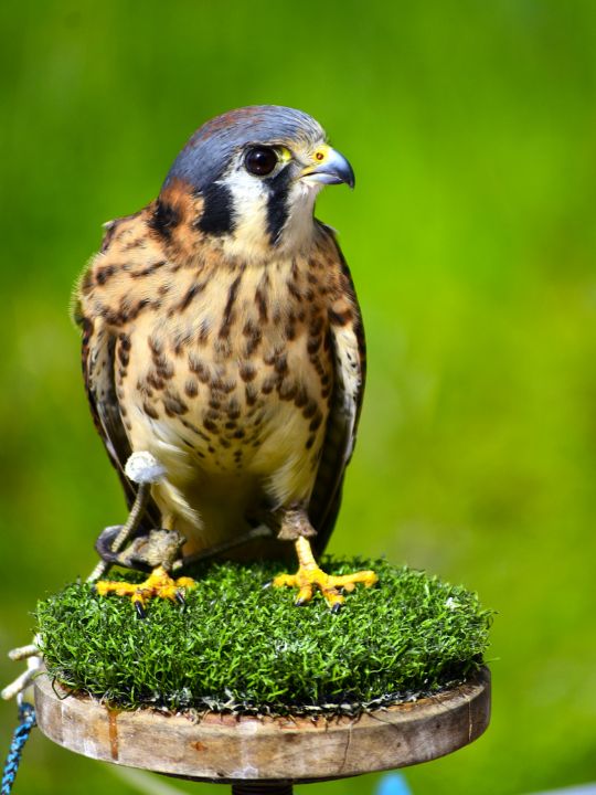 American Kestrel - chrismercerimages - Photography, Animals, Birds ...
