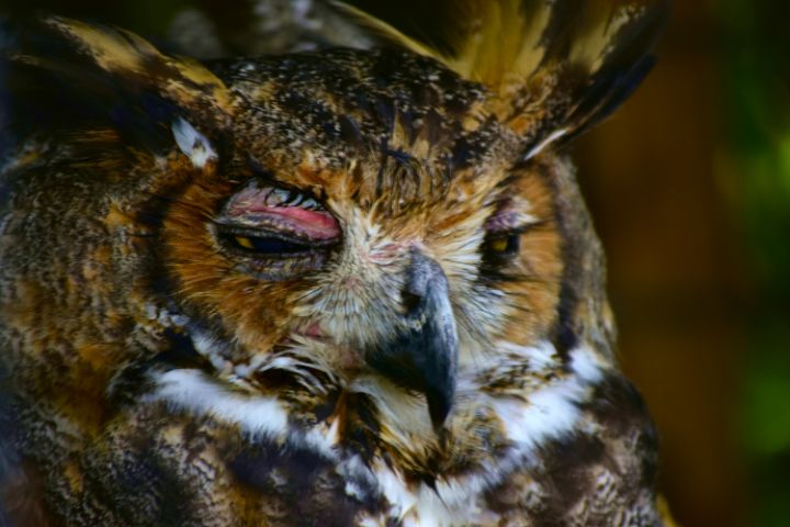 Hoot Owl - chrismercerimages - Photography, Animals, Birds, & Fish ...