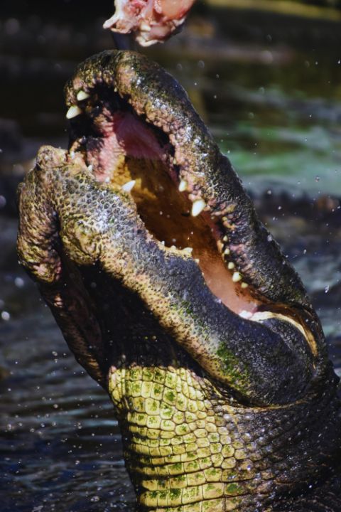 Alligator Snapping at Food - chrismercerimages - Photography, Animals ...
