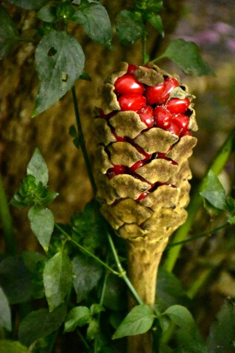 Strange Seed Pod - chrismercerimages - Photography, Flowers, Plants ...