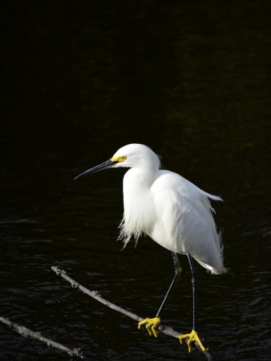 Windblown Snowy Egret - chrismercerimages - Photography, Animals, Birds ...