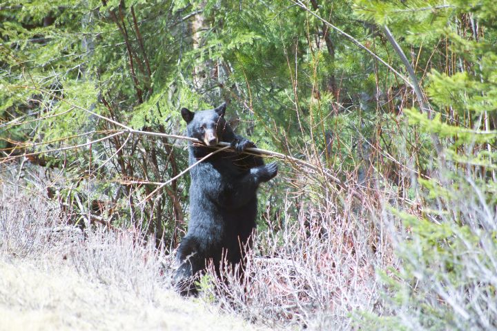 Black Bear Foraging for Food - 4 Corner Photography - Photography ...