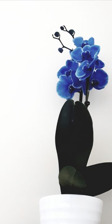 Blueorchidea - G. PINNA - Photography, Flowers, Plants, & Trees ...