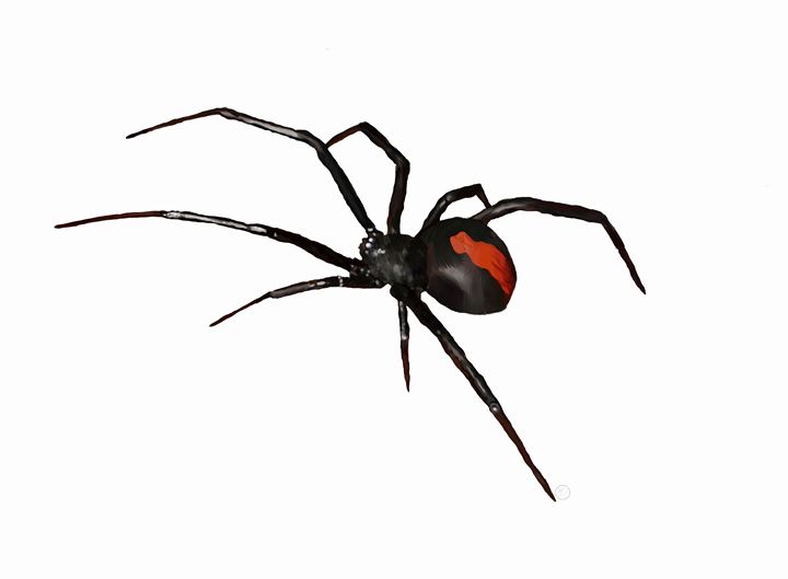 Redback Spider - Melanie Etges - Digital Art, Animals, Birds, & Fish ...