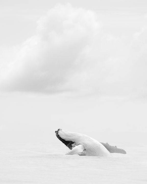Purity - Matt Walch - Photography, Animals, Birds, & Fish, Aquatic Life ...