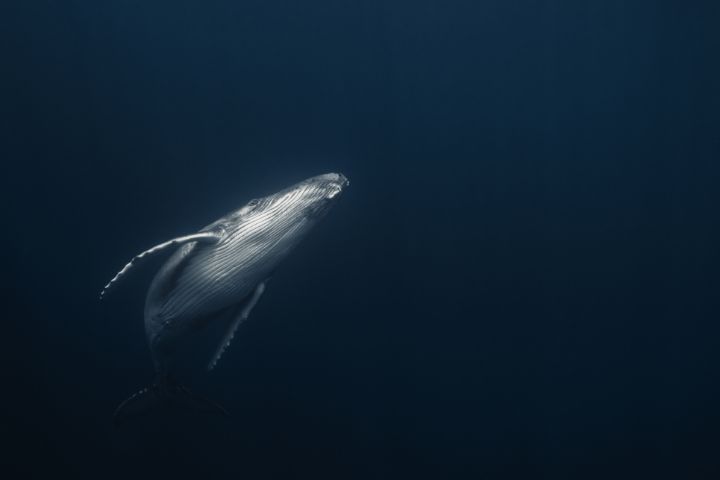 A New Dawn - Matt Walch - Photography, Animals, Birds, & Fish, Aquatic ...